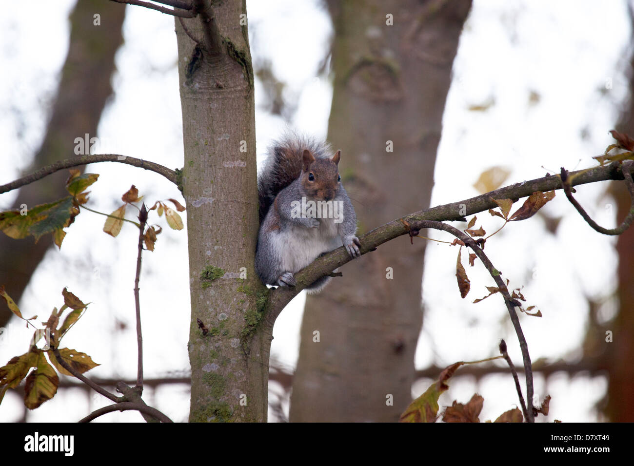 Squirrel autumn tree hi-res stock photography and images - Alamy