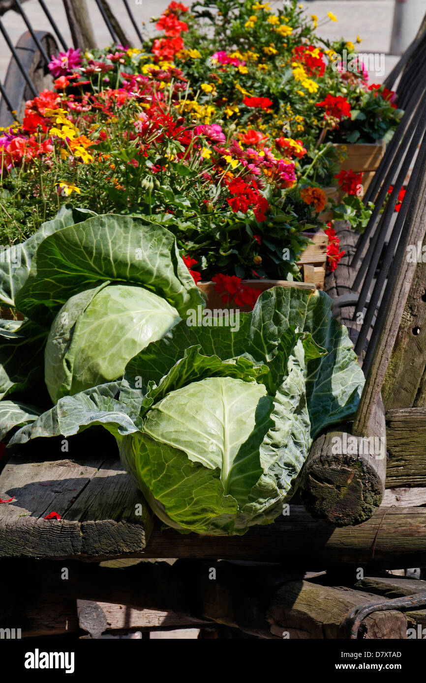 Old cabbage hi-res stock photography and images - Alamy
