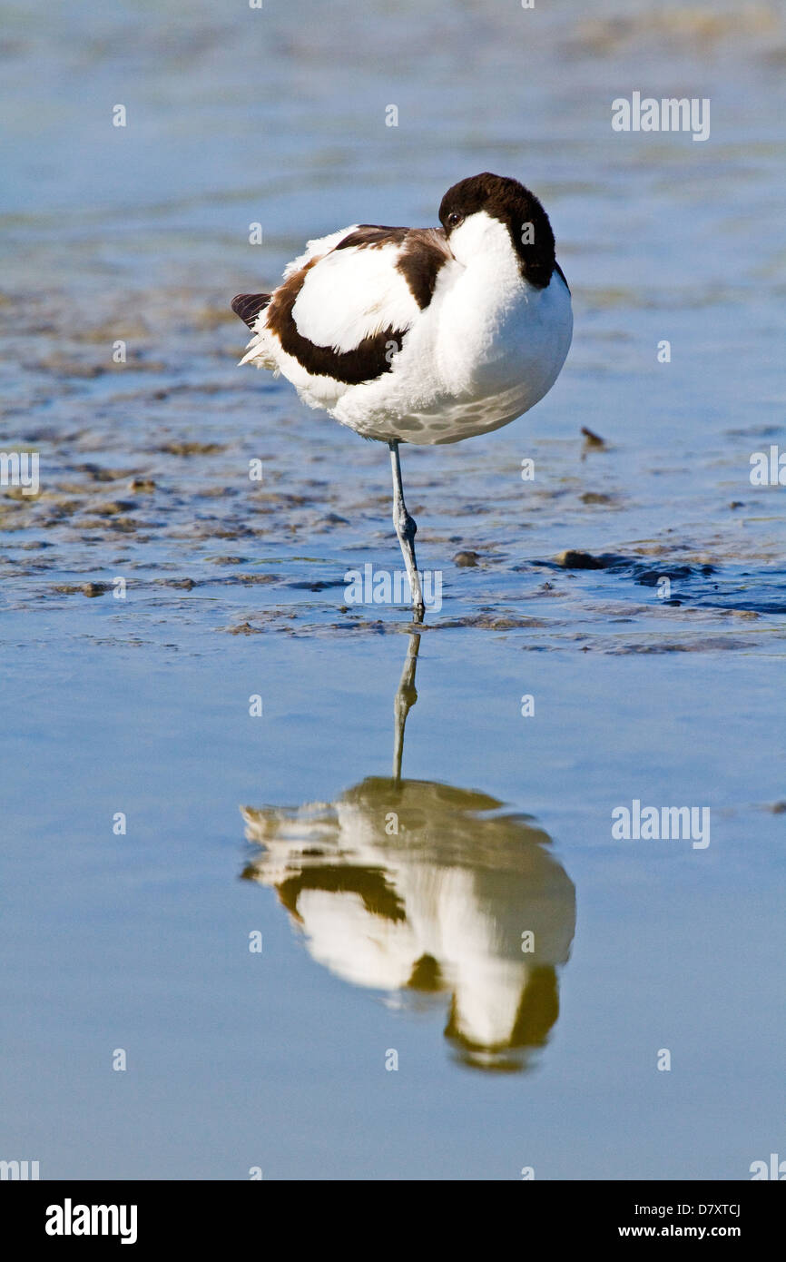 Avocet stands hi-res stock photography and images - Alamy