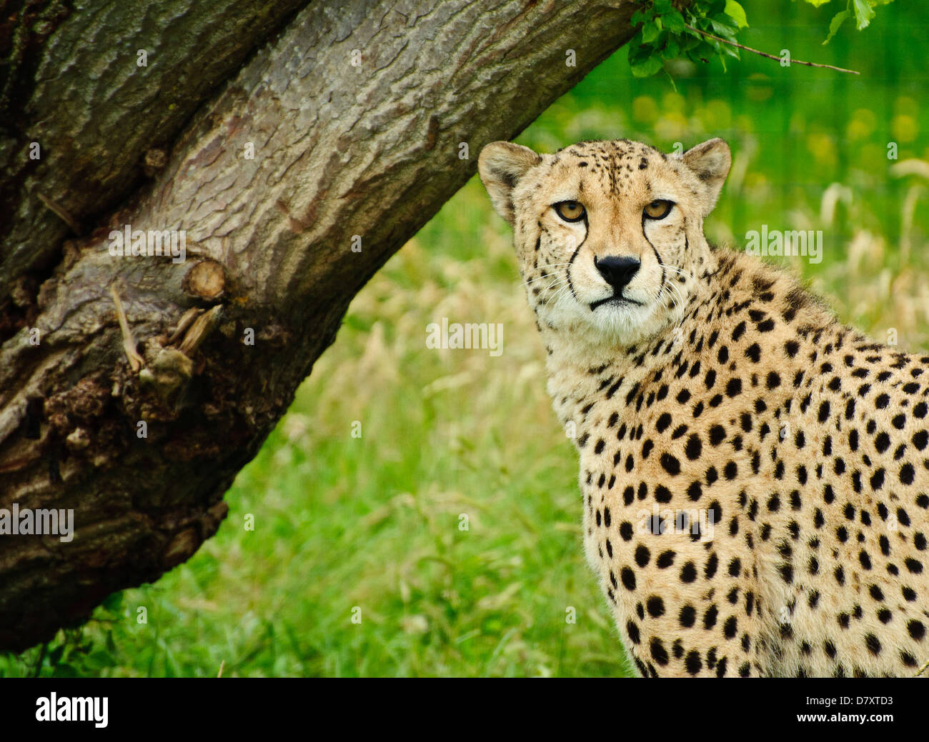 Cheetah Acinonyx Jubatus big cat in captivity Stock Photo - Alamy