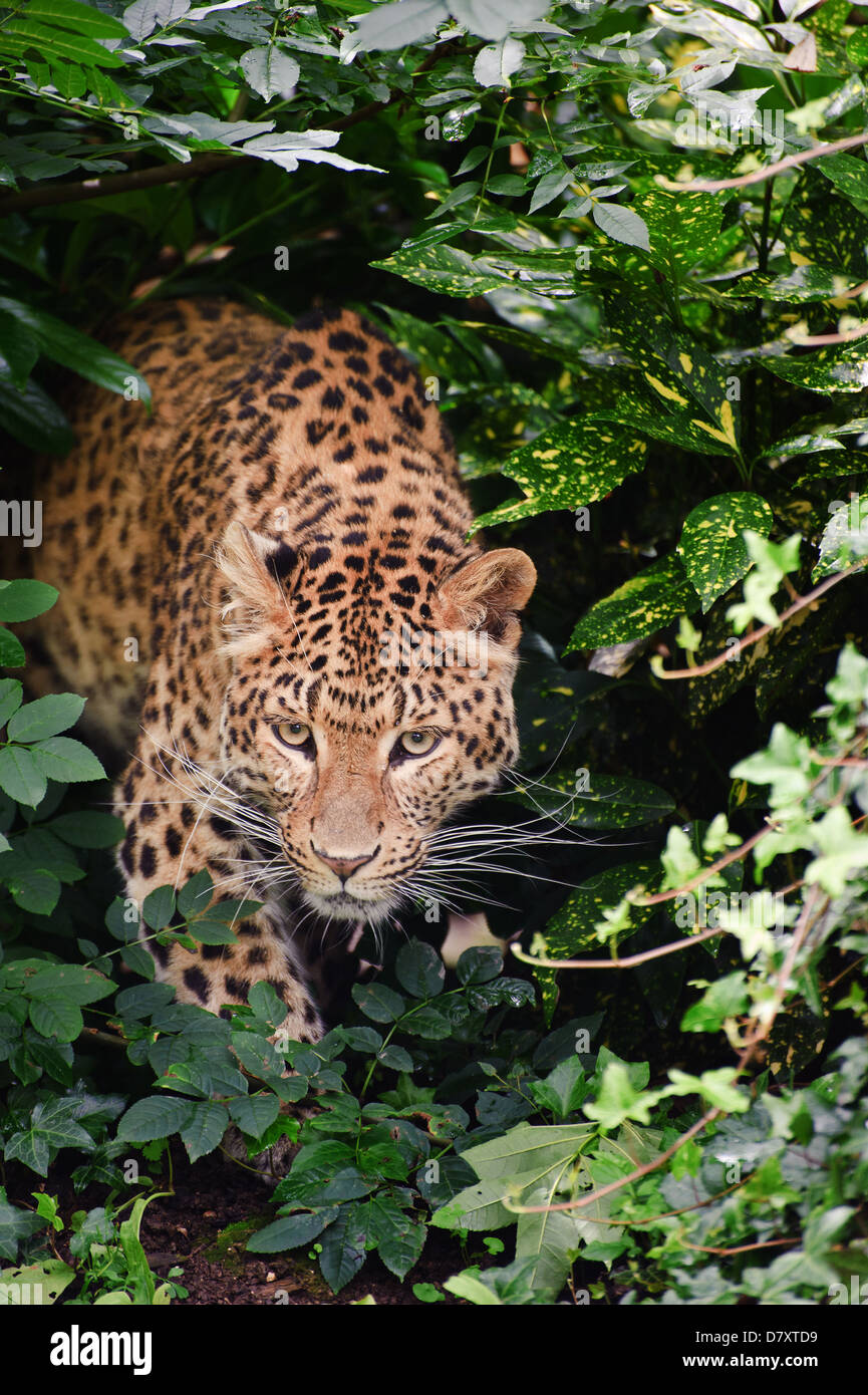 Beautiful portrait of leopard Panthera Pardus big cat amongst foliage ...
