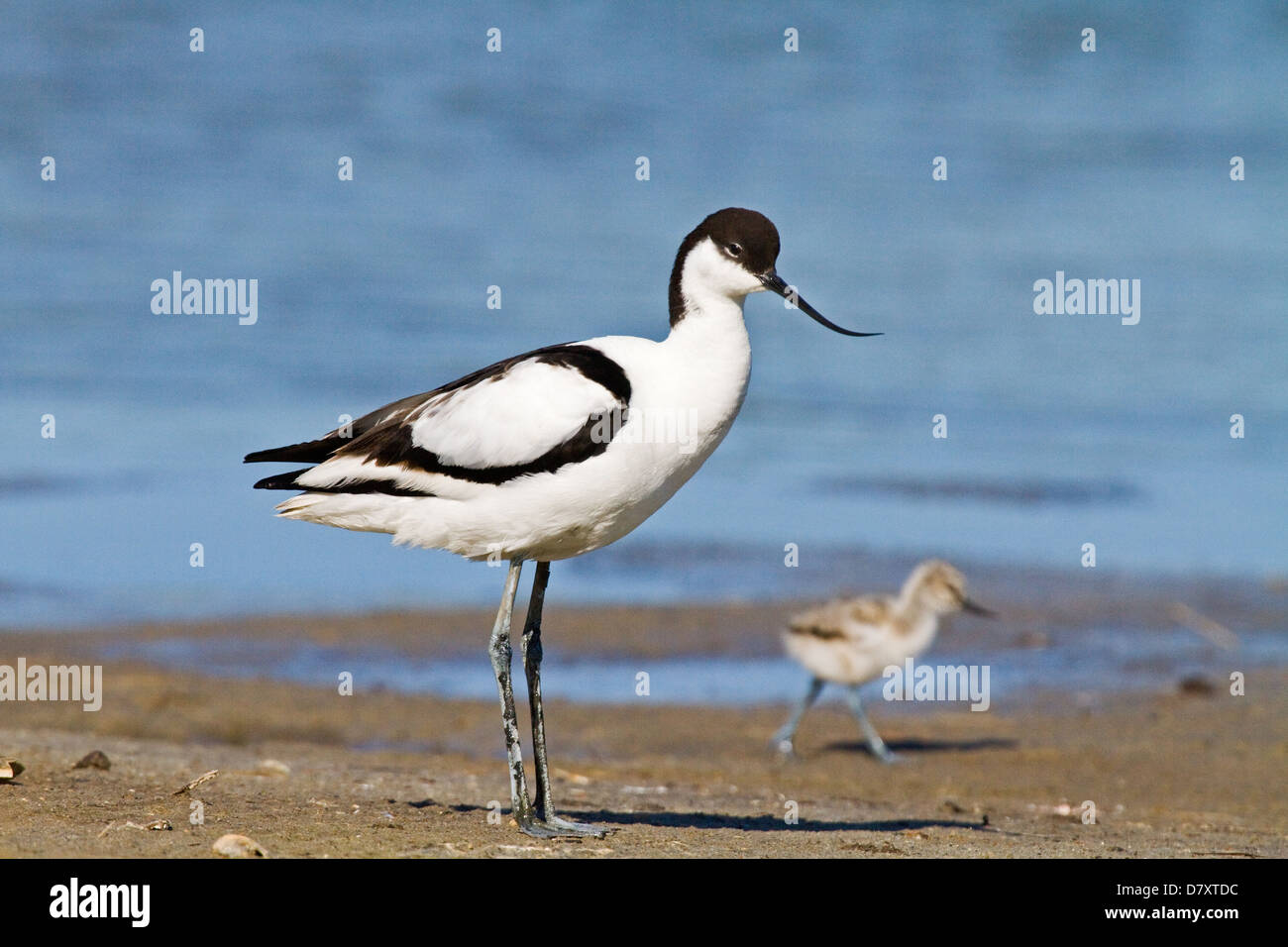 Baby Avocet And Adult High Resolution Stock Photography and Images - Alamy