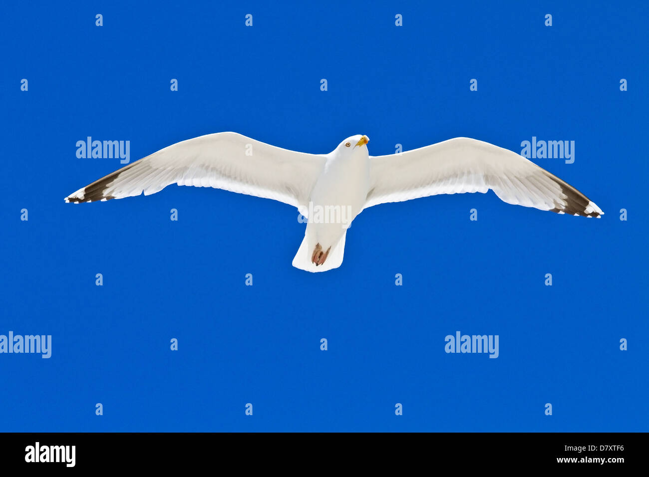 Herring gull flying landscape format hi-res stock photography and ...