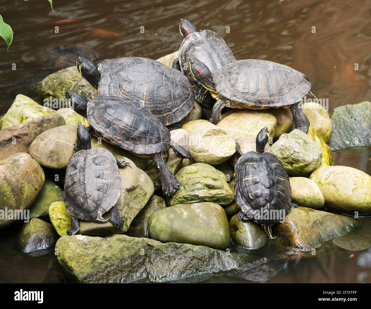 The turtles island hi-res stock photography and images - Alamy