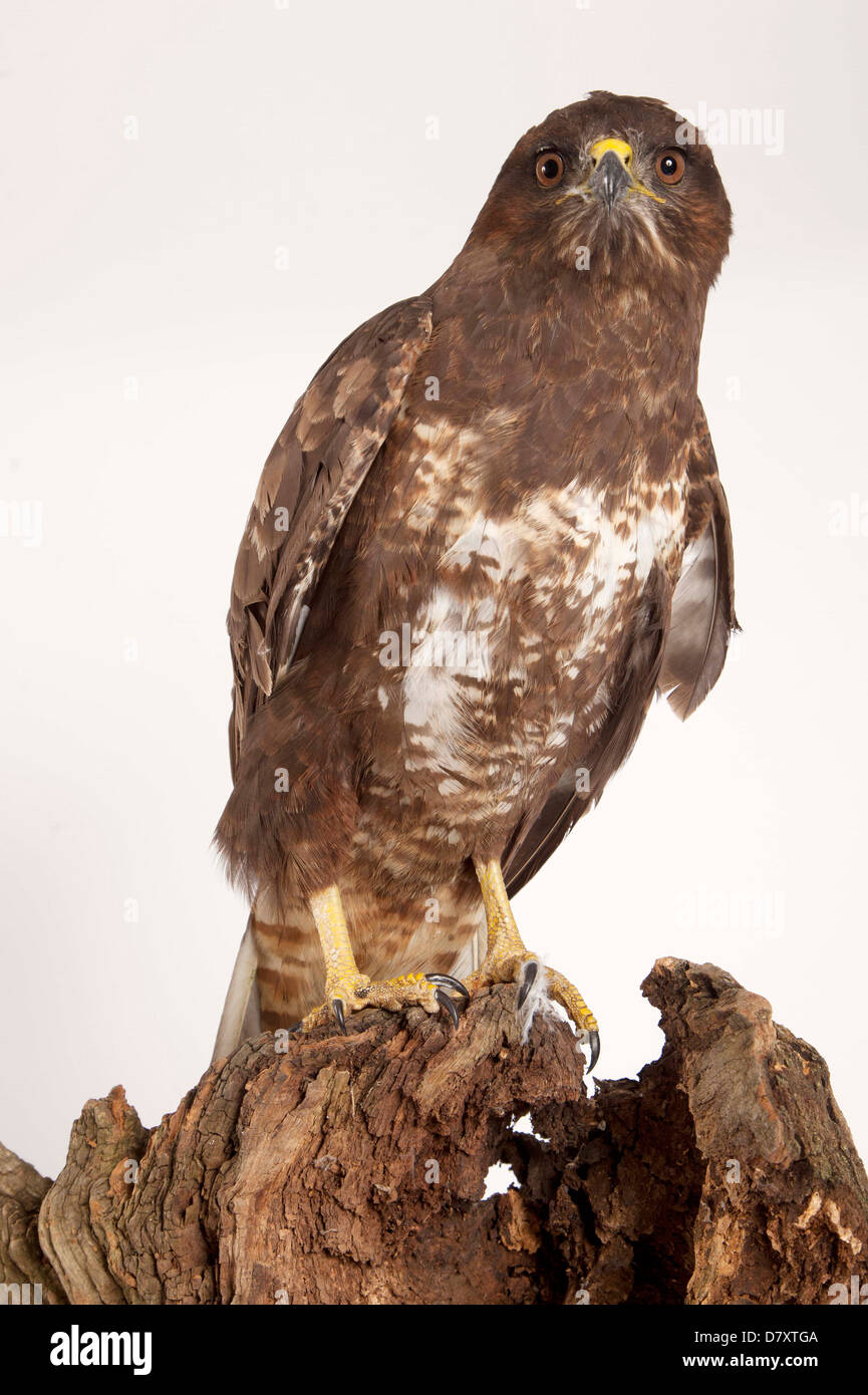 Common buzzard on log hi-res stock photography and images - Alamy