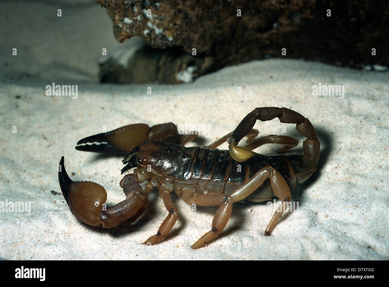 Yellowlegged creeping scorpion, Opistophthalmus glabrifrons, Africa ...