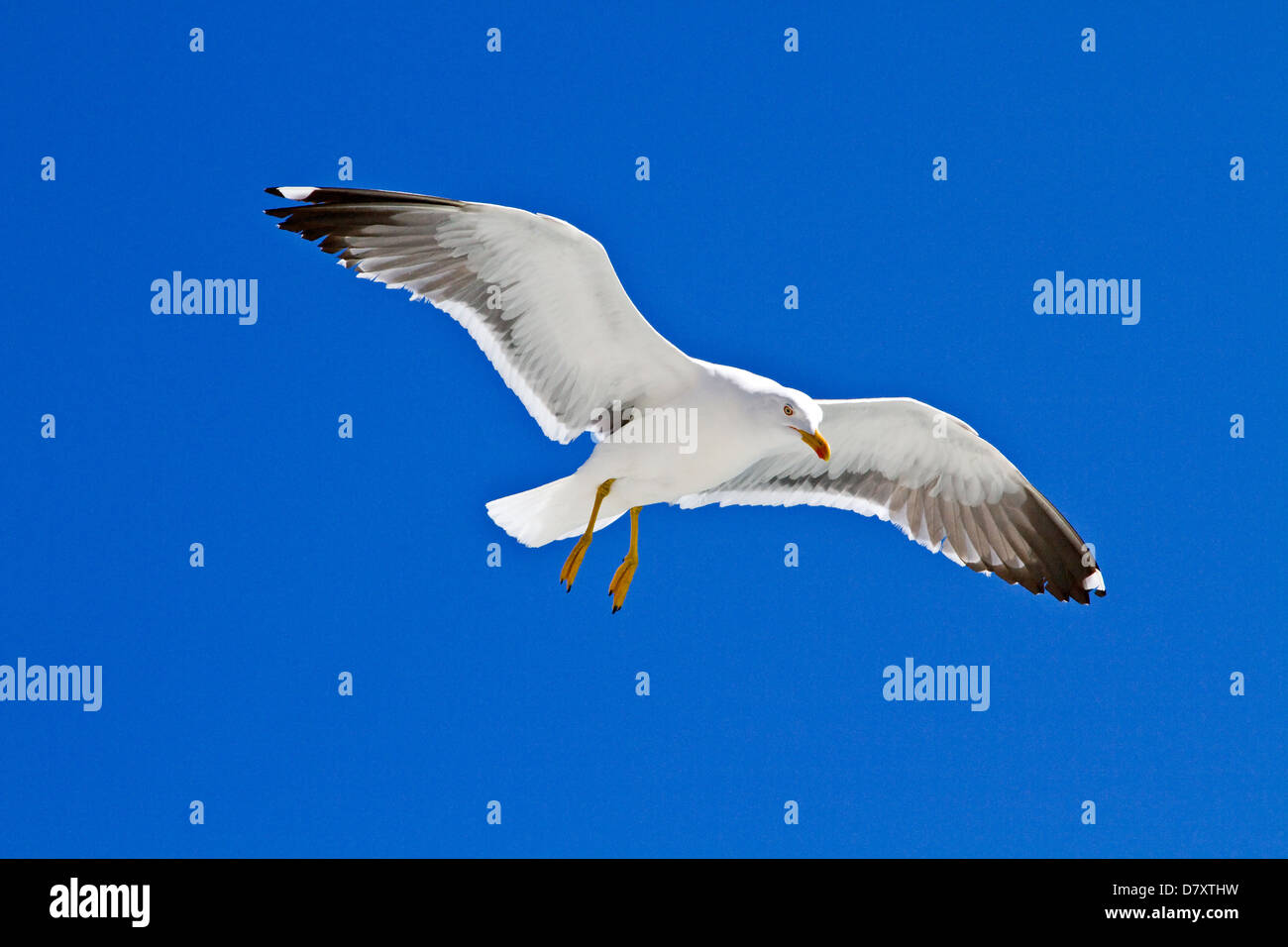 Herring gull flying landscape format hi-res stock photography and ...