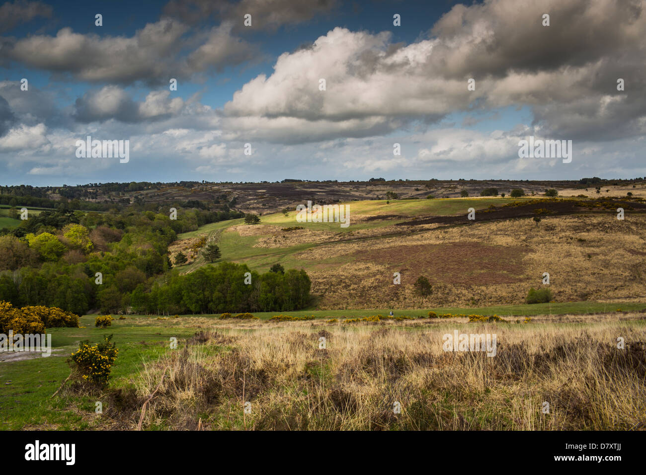 Ashdown Forest East Sussex England Stock Photo - Alamy