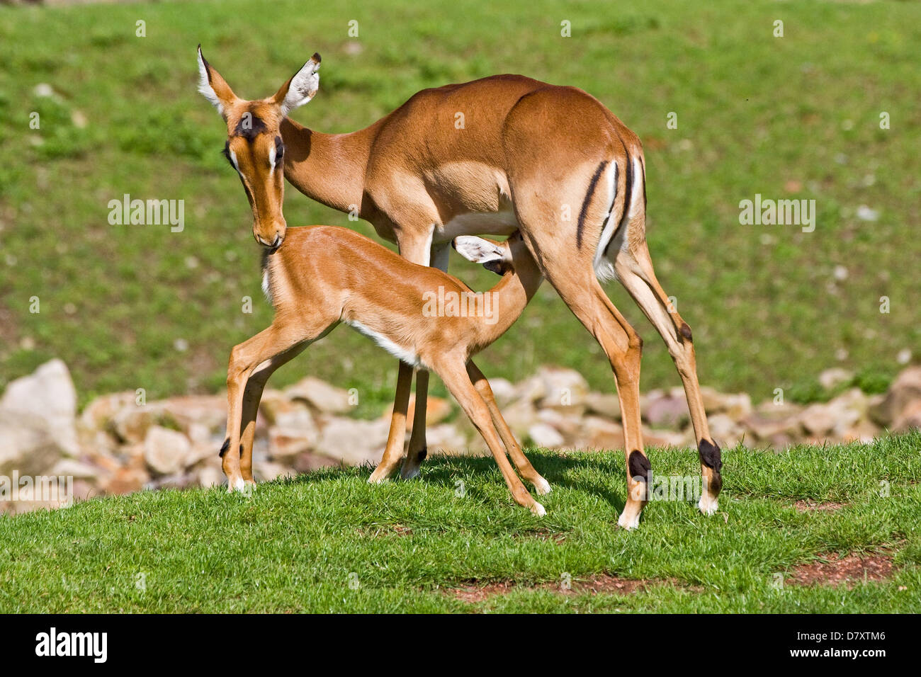 Impala baby nursing hi-res stock photography and images - Alamy