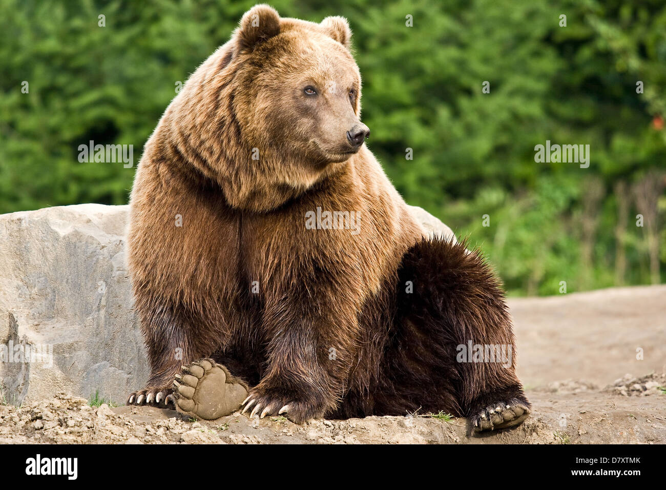 Siberian bears hi-res stock photography and images - Alamy