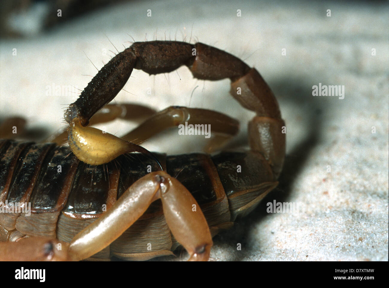 Yellowlegged creeping scorpion, Opistophthalmus glabrifrons, Africa ...