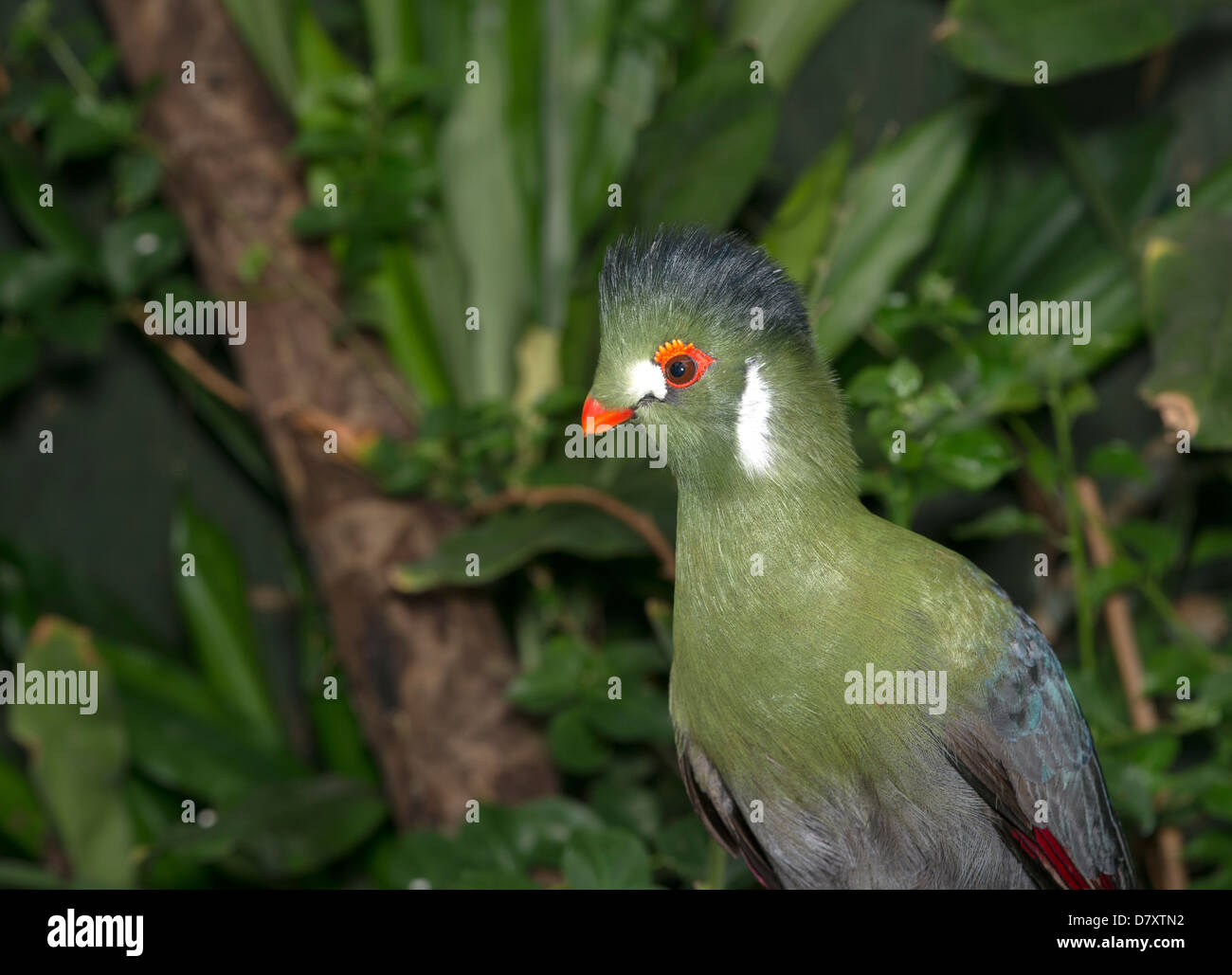 green touraco bird in dutch zoon Stock Photo - Alamy