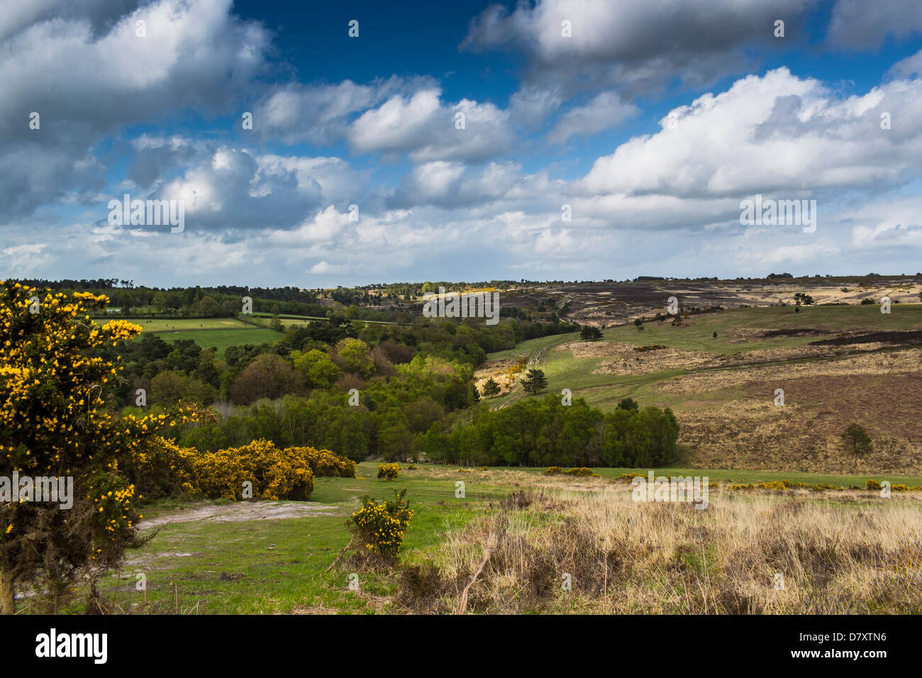 Ashdown forest gorse heathland hi-res stock photography and images - Alamy