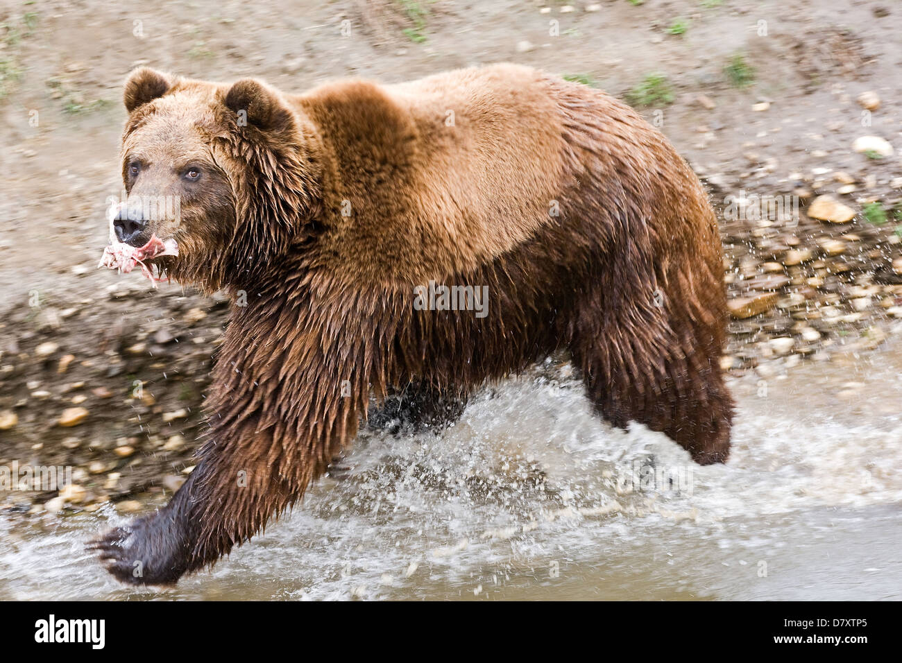 running Siberian bear Stock Photo - Alamy