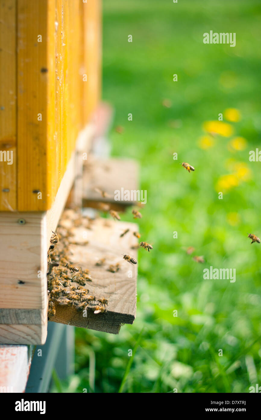 Bees swarming around hive hi-res stock photography and images - Alamy