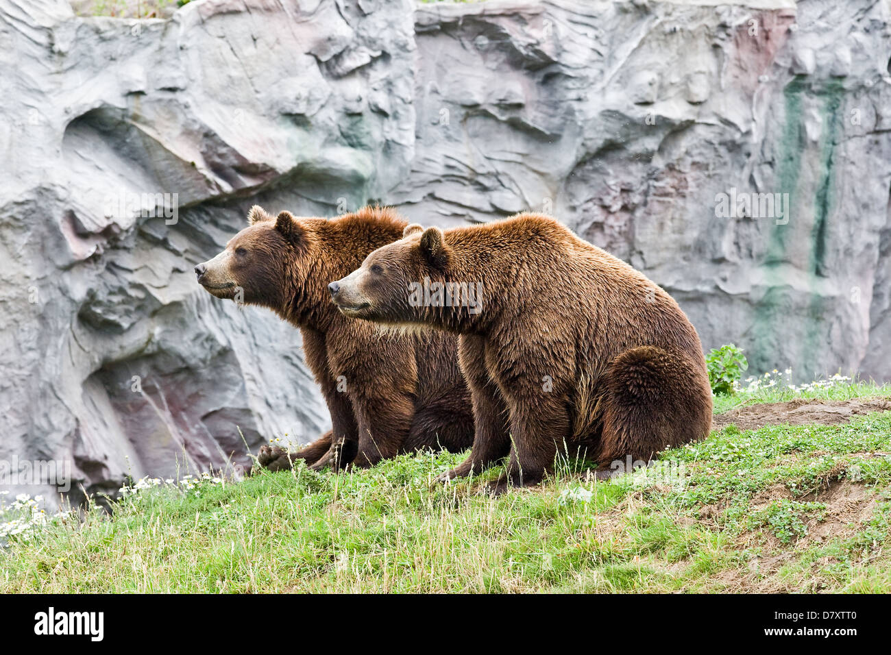 Siberian bears hi-res stock photography and images - Alamy