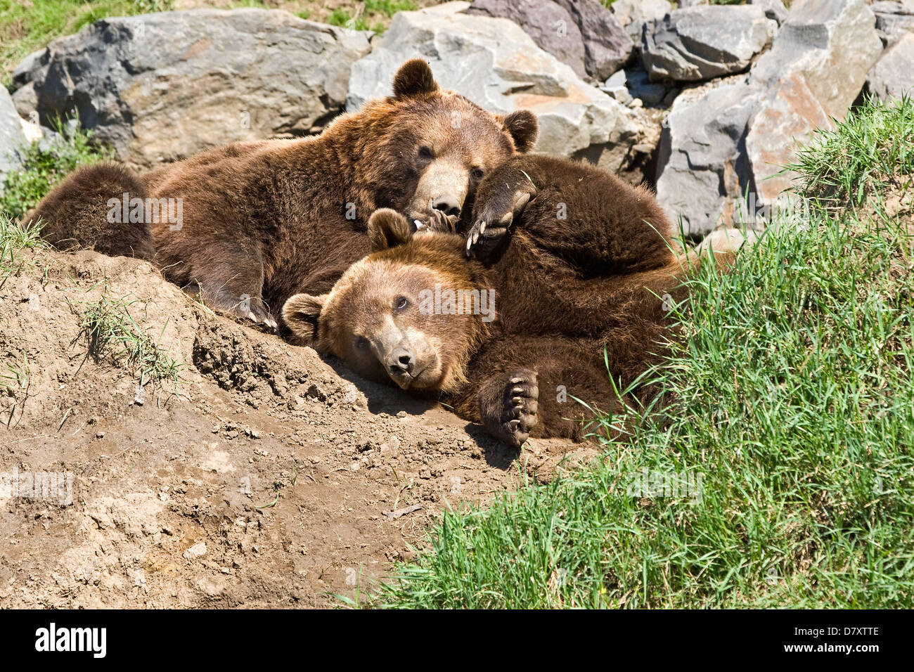 Siberian bears hi-res stock photography and images - Alamy