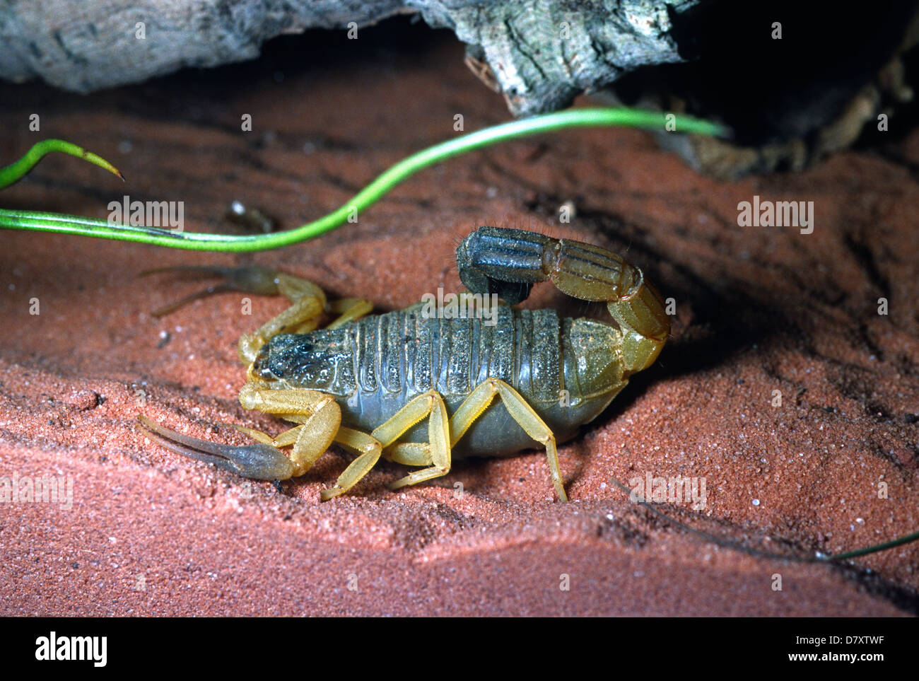 Opistophthalmus gl hi-res stock photography and images - Alamy