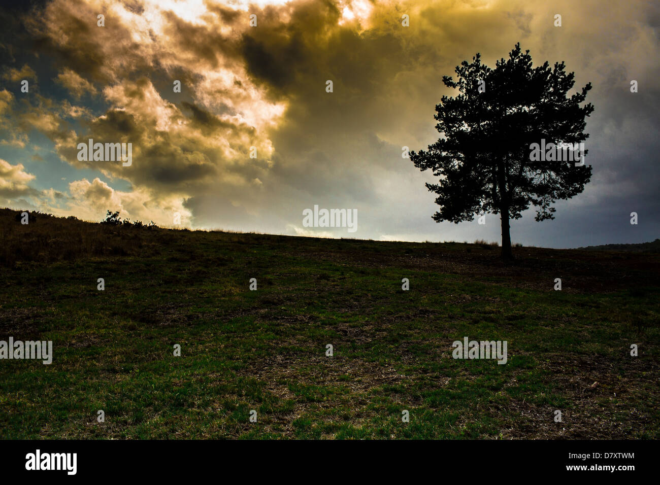 Winnie pooh tree hi-res stock photography and images - Alamy