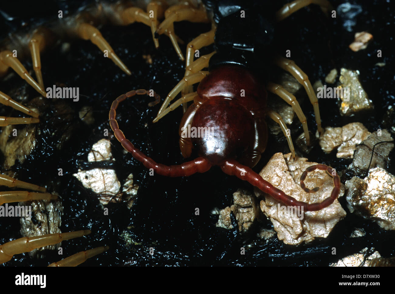 Giant centipede Scolopendra sp., "Tanzanian yellow leg", Africa Stock ...
