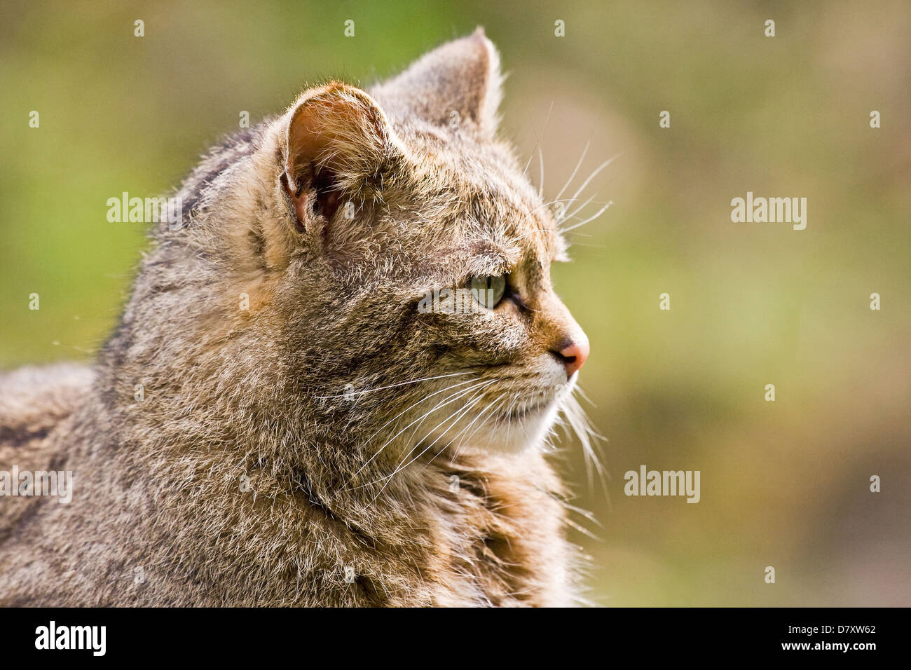 Animal wild animals portrait hi-res stock photography and images - Alamy
