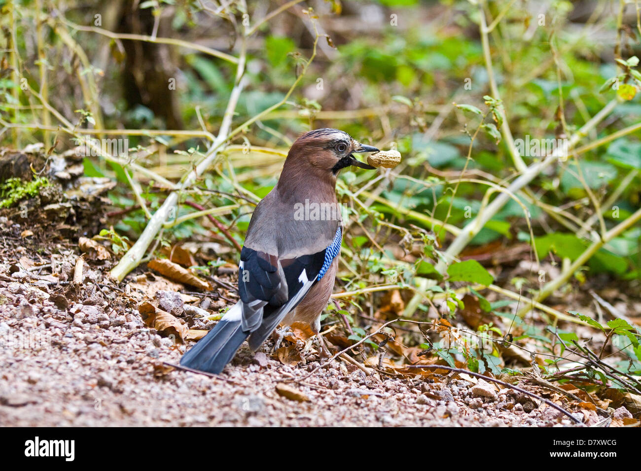 Back view of a jay hi-res stock photography and images - Alamy