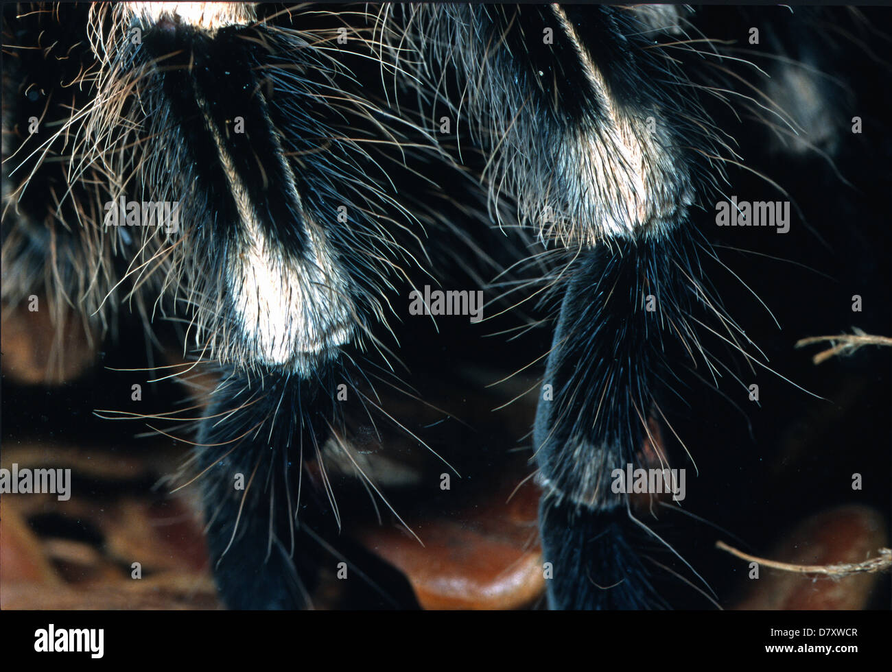 Legs of Brazilian Giant Whiteknee Tarantula (Acanthoscurria geniculata ...