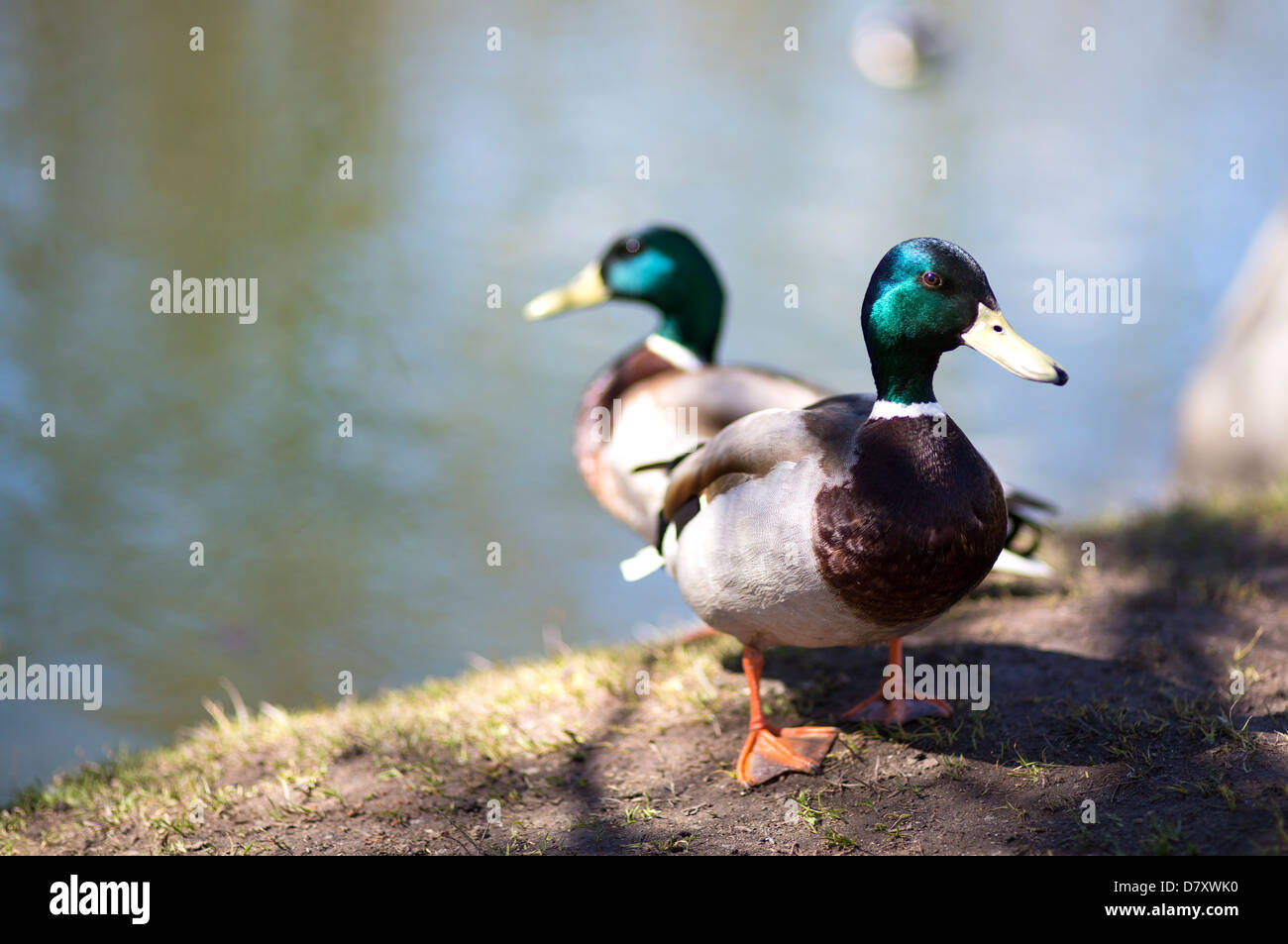 Wild green neck ducks walking on lake shore Stock Photo - Alamy