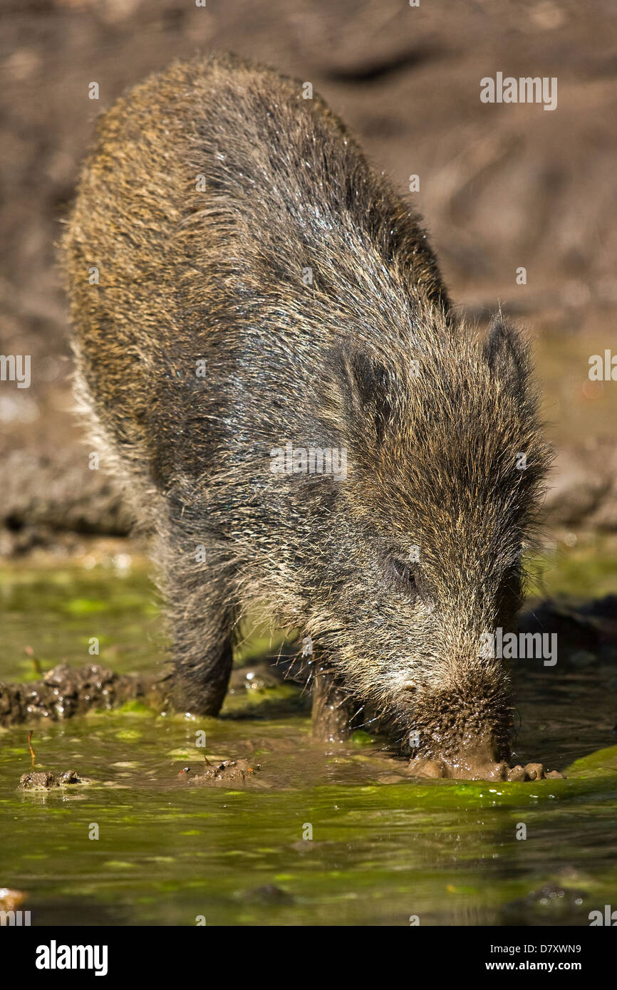 Wild boar drinking water sus hi-res stock photography and images - Alamy