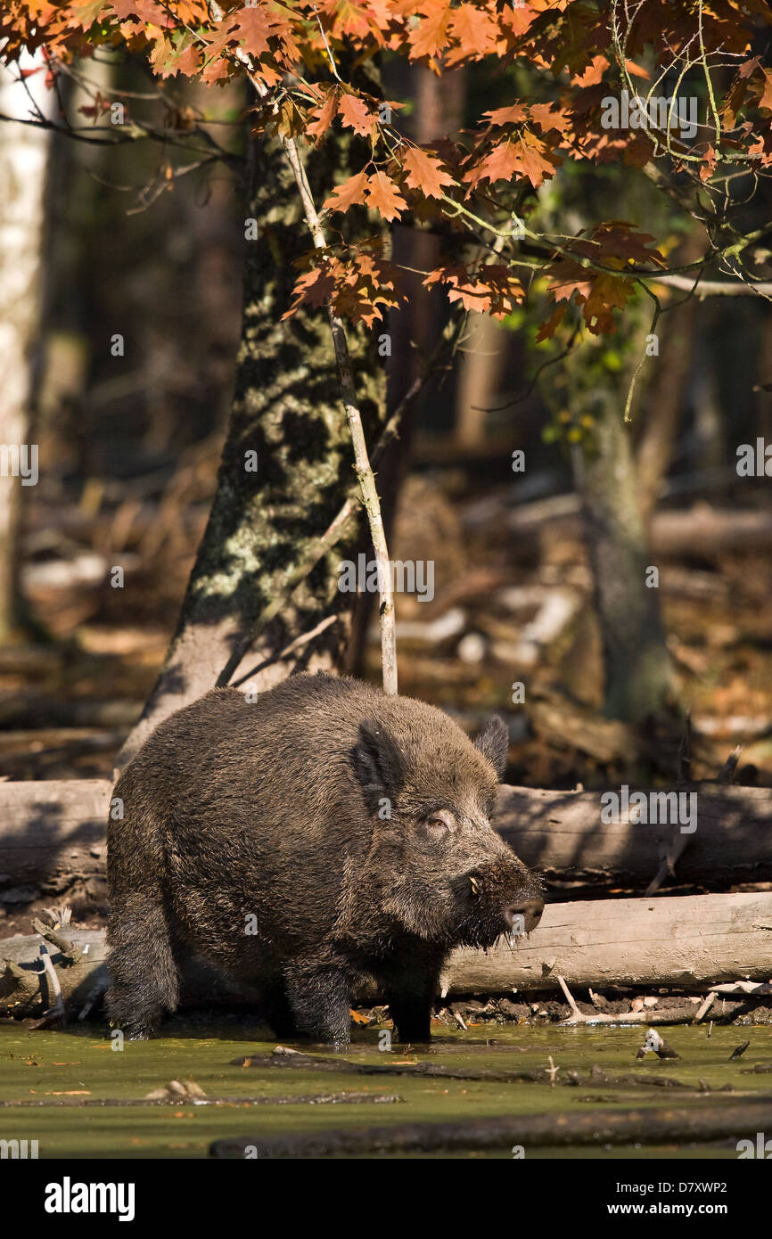 Wild boar bathing spot hi-res stock photography and images - Alamy