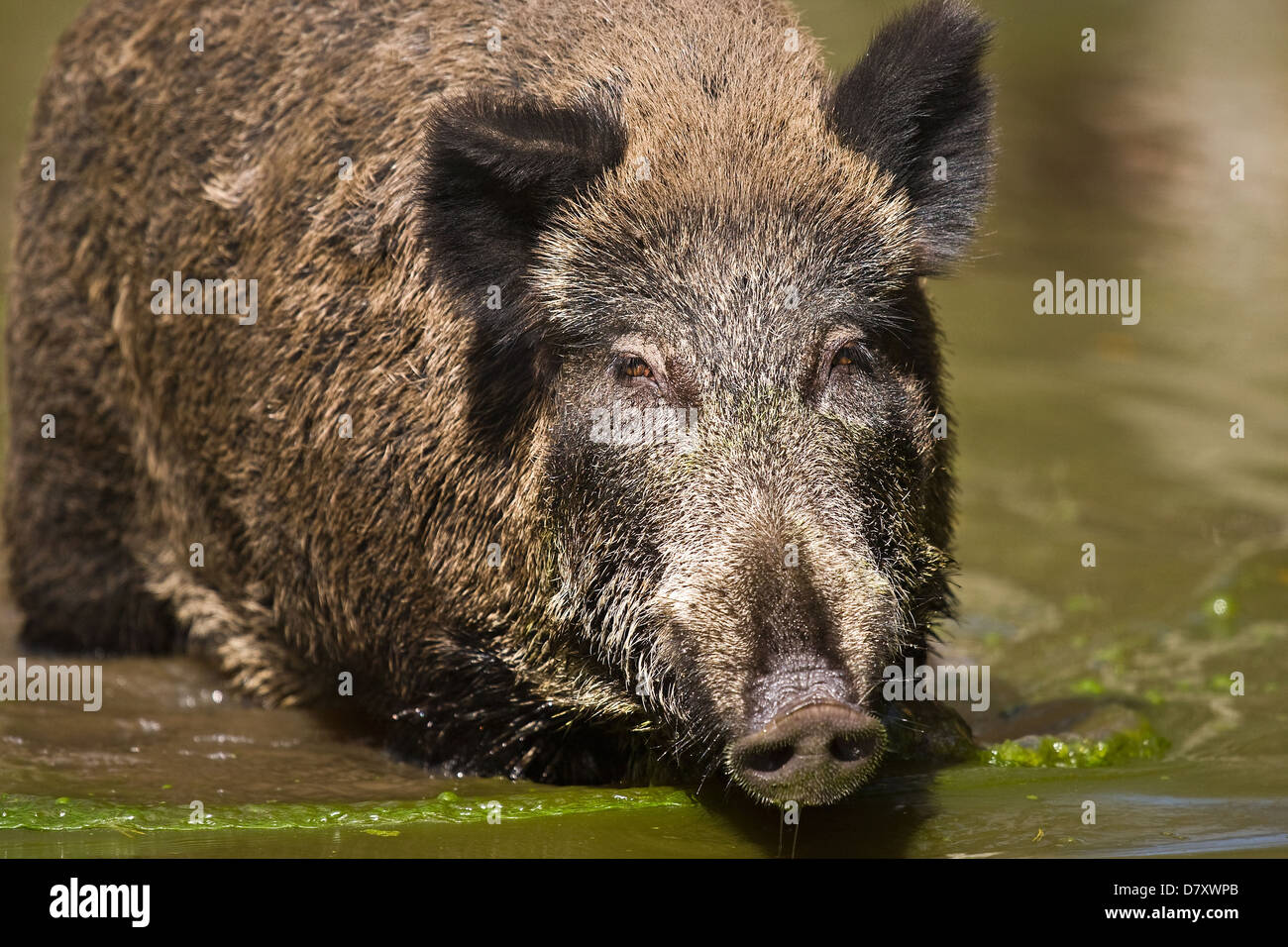 Wild boar drinking water sus hi-res stock photography and images - Alamy