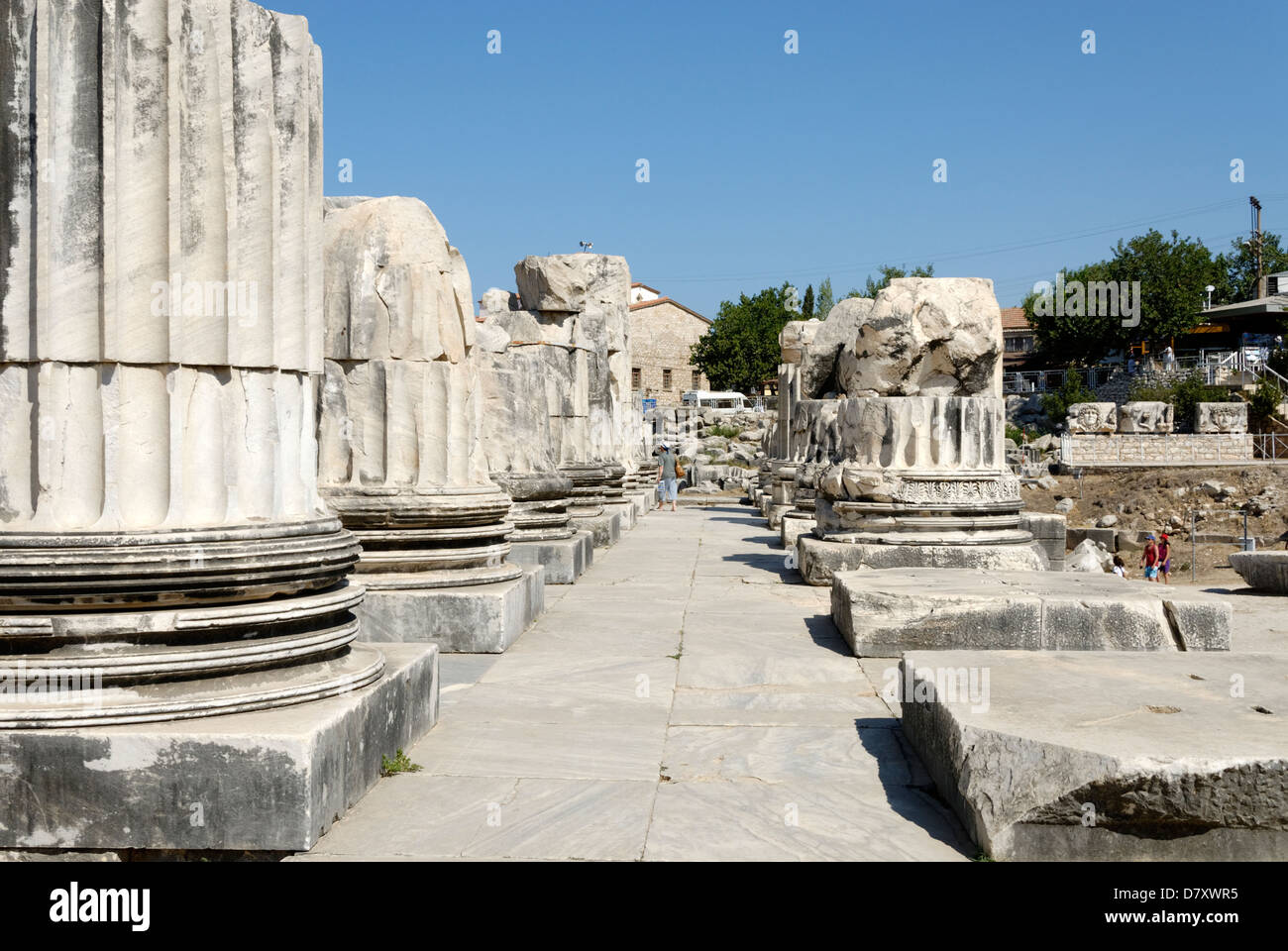 Didyma. Turkey. Forecourt marble column stumps of the colossal 3rd ...