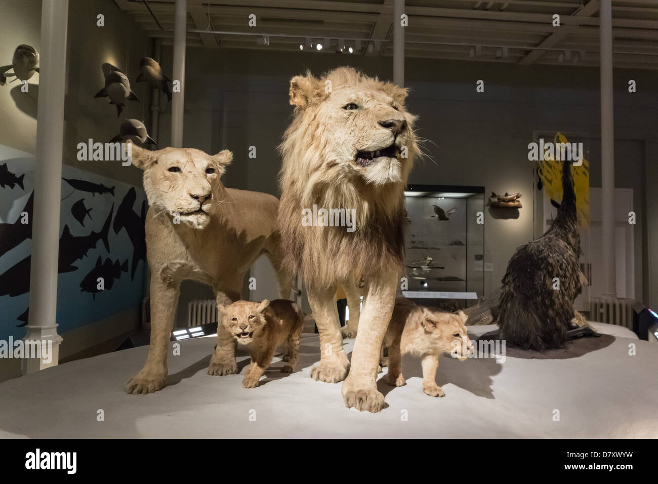 National Museum of Scotland, Chambers Street, Edinburgh - stuffed lion ...