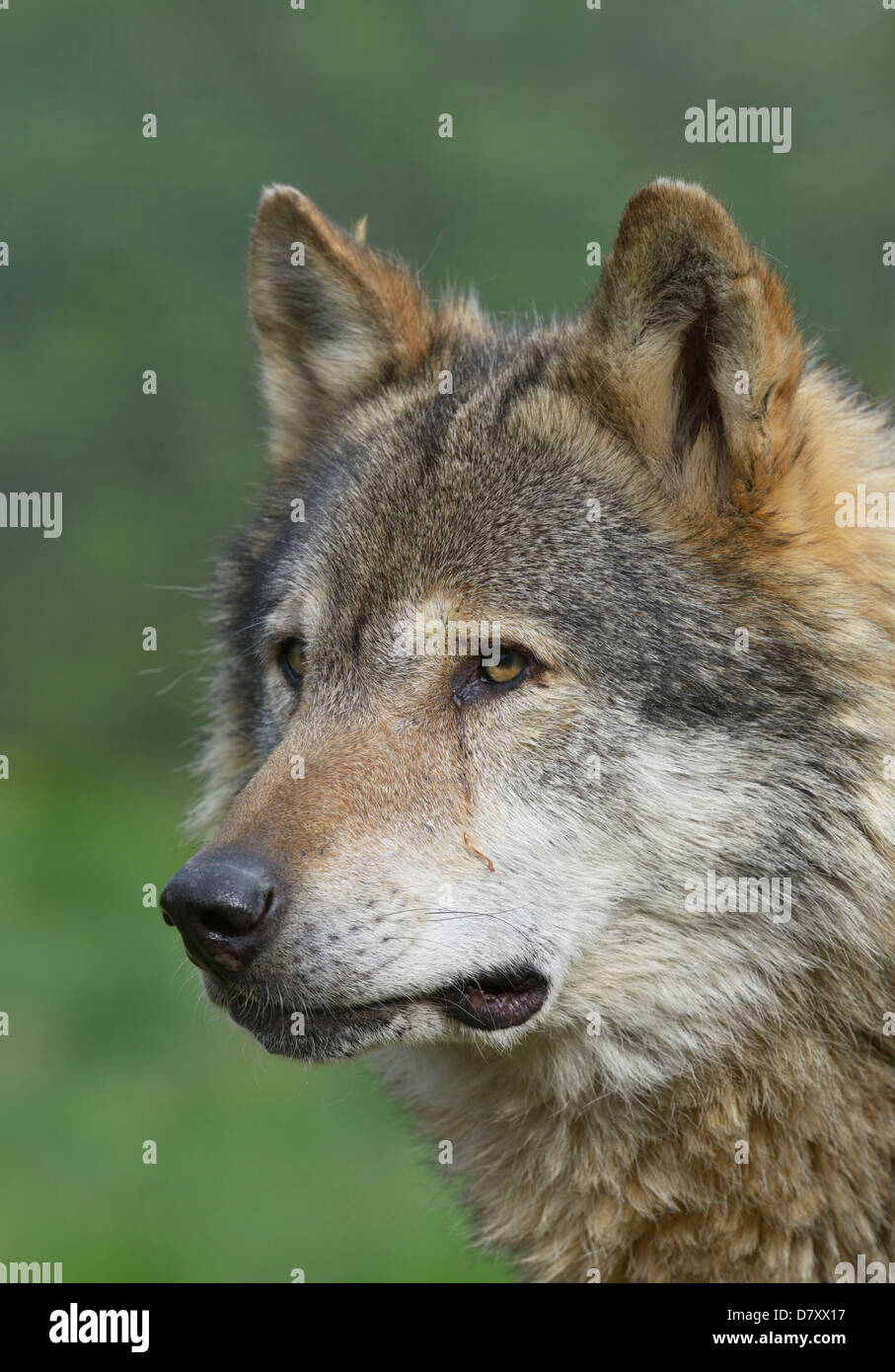 Eurasian Wolves Canis Lupus Lupus High Resolution Stock Photography and ...