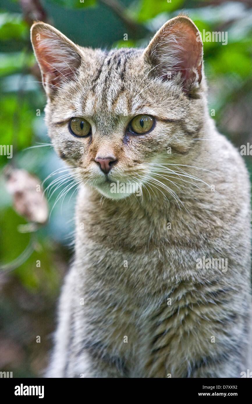 Wildkatze / wildcat Stock Photo - Alamy
