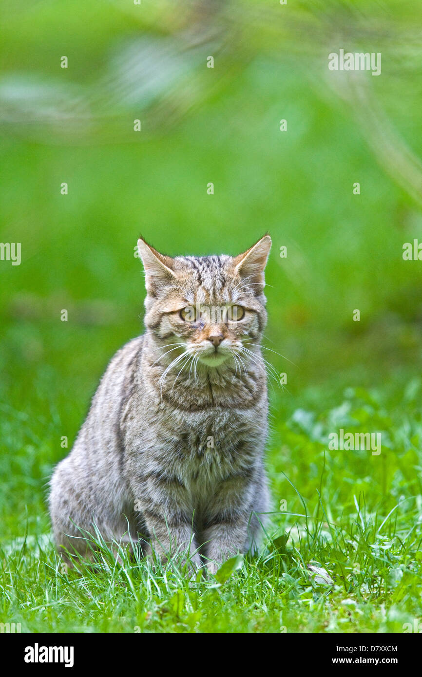 Wildcat in meadow hi-res stock photography and images - Alamy