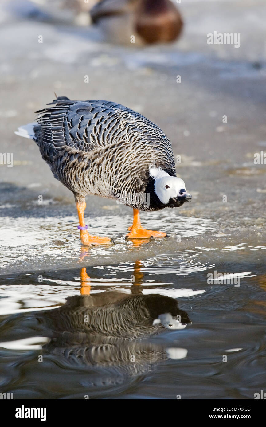 Emperor geese water hi-res stock photography and images - Alamy