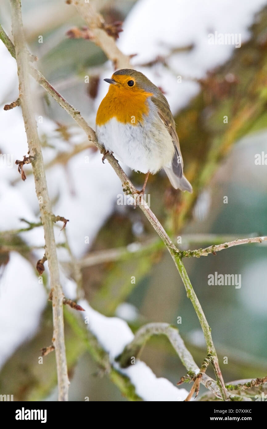Robin size hi-res stock photography and images - Alamy
