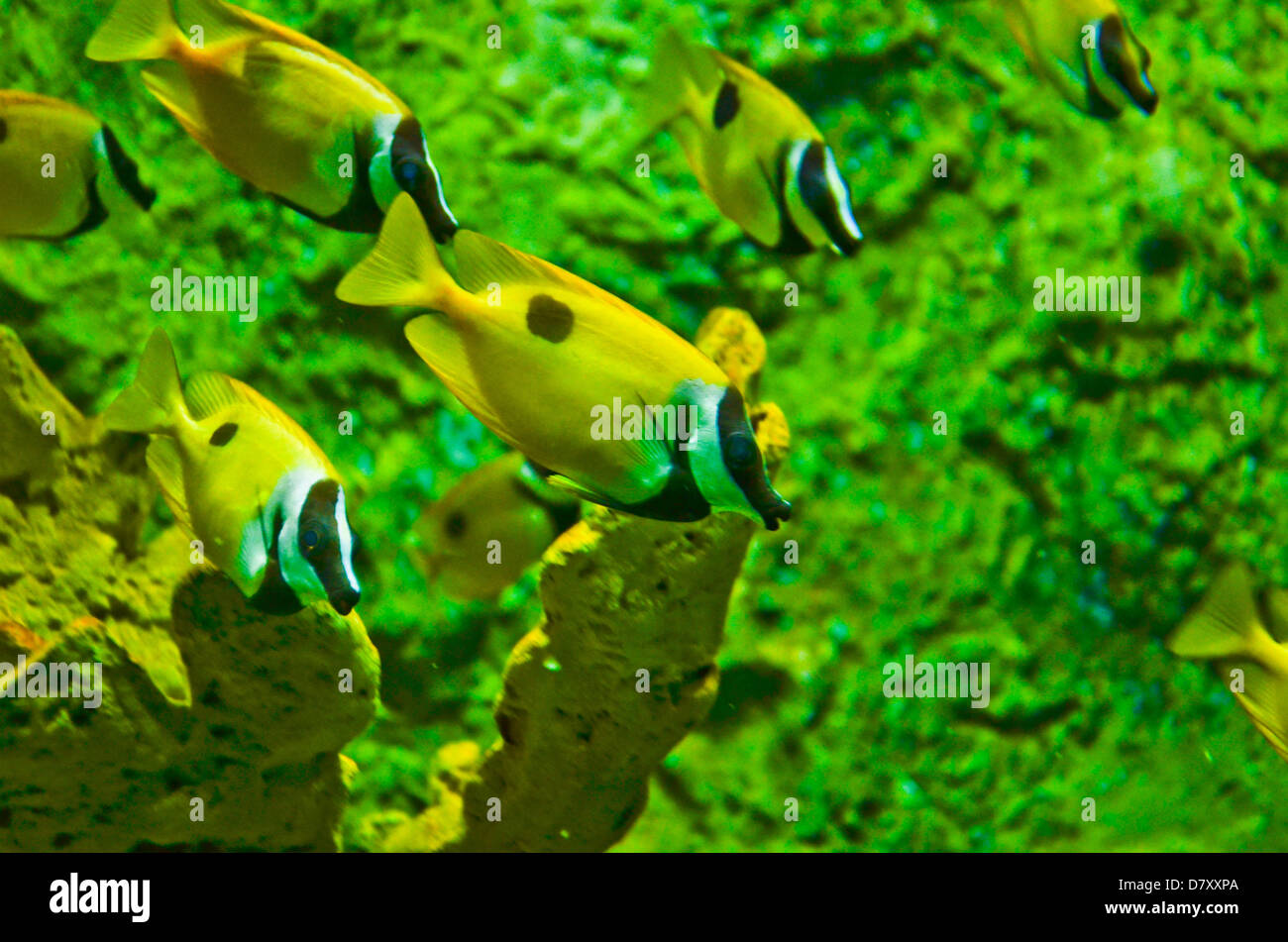 Underwater scenics hi-res stock photography and images - Alamy