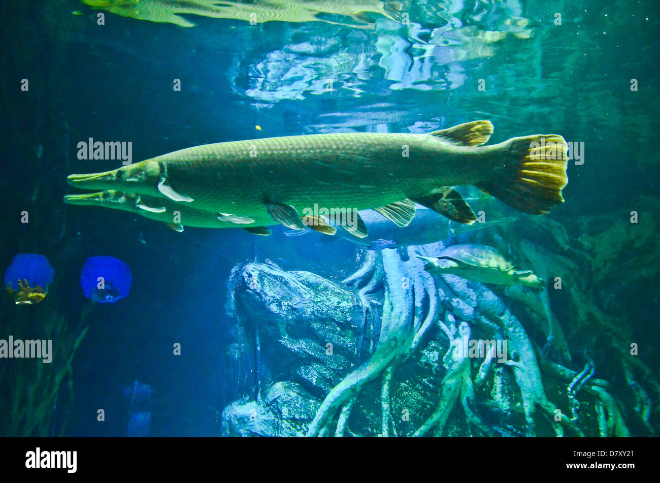 Largest freshwater fish hi-res stock photography and images - Alamy