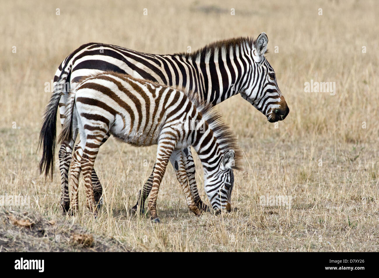 Baby zebra feed hi-res stock photography and images - Alamy
