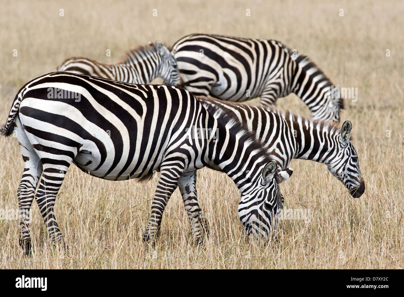 Baby zebra feed hi-res stock photography and images - Alamy