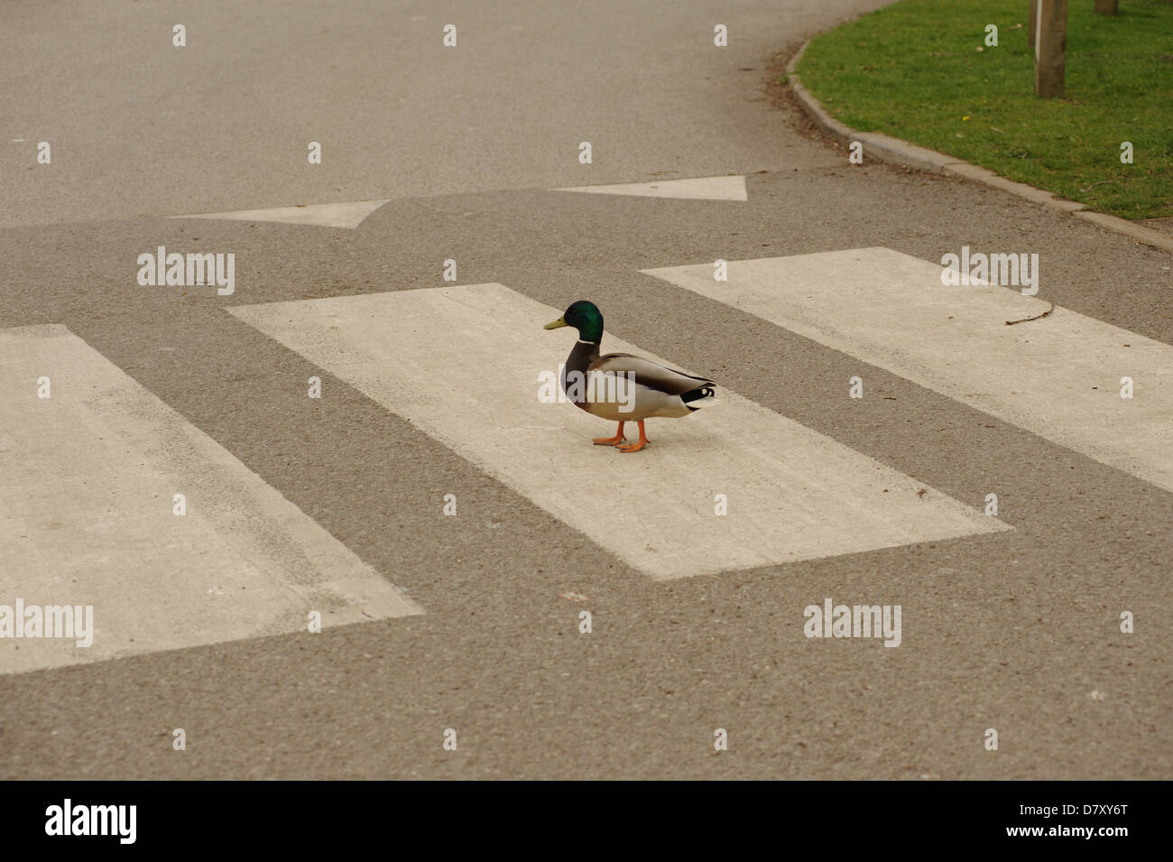 duck cross road Stock Photo - Alamy