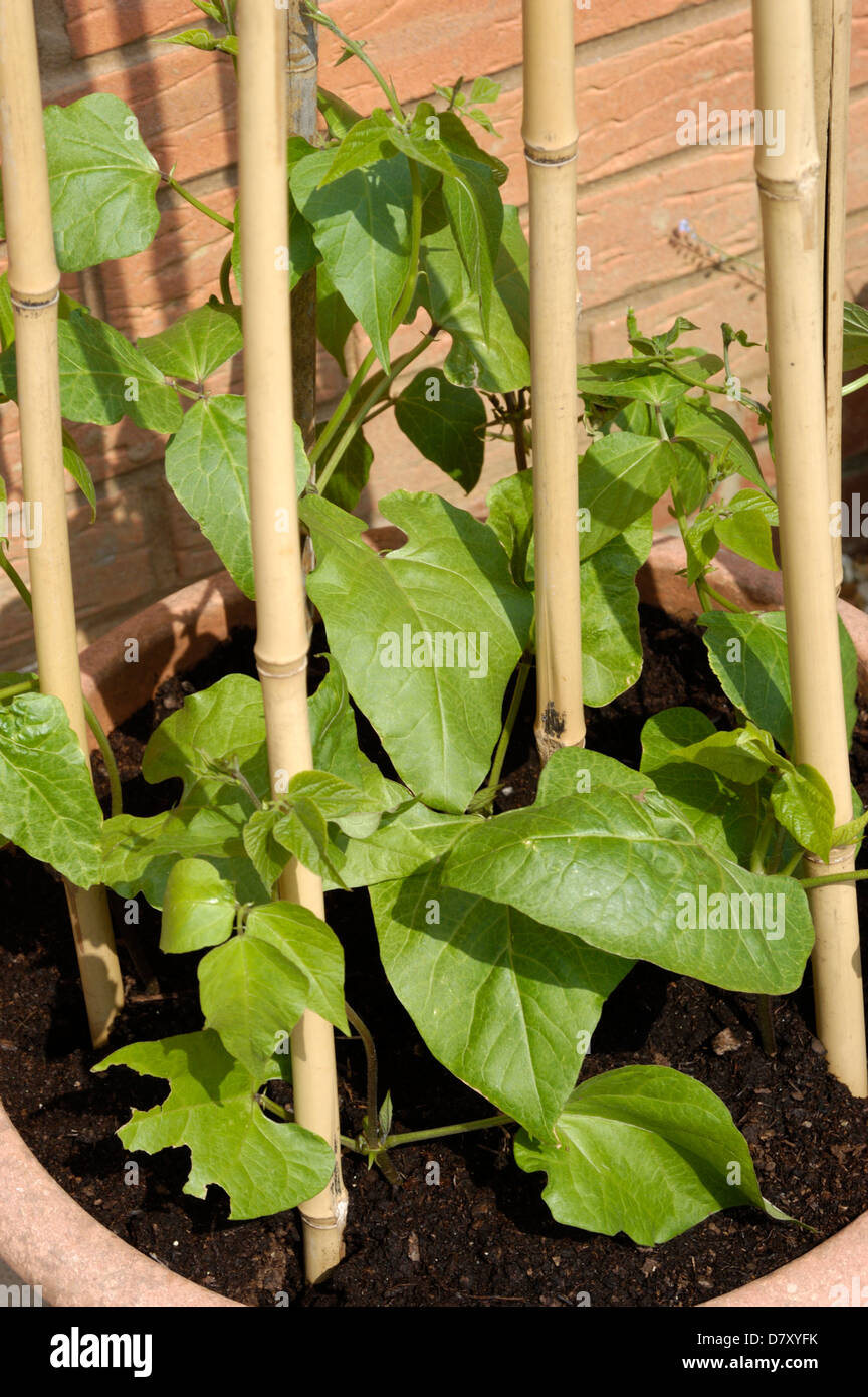 Runner Bean Plant (Best of All) growing in container in garden Stock ...