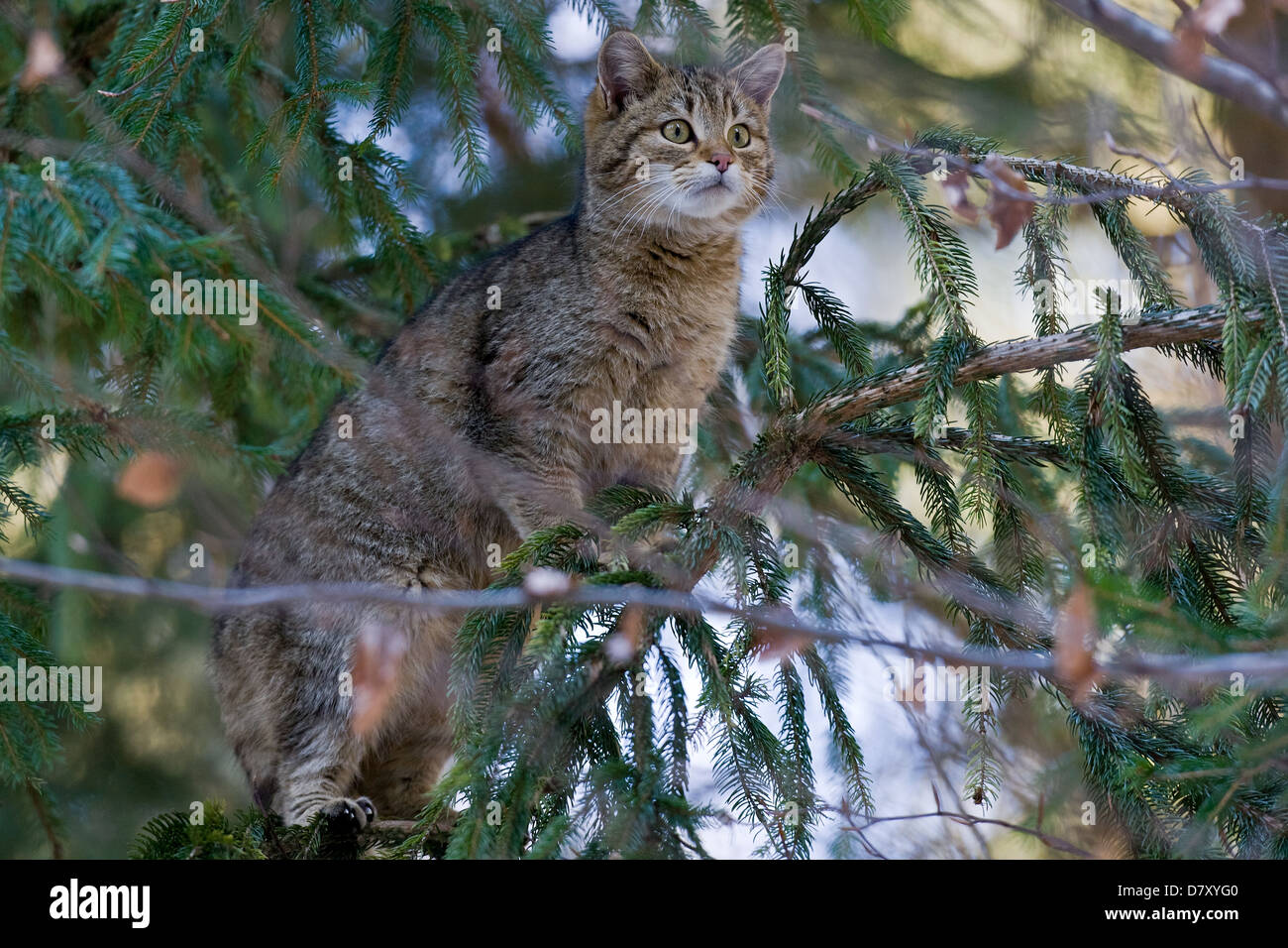 Wildcat felis silvestris climbing tree hi-res stock photography and ...