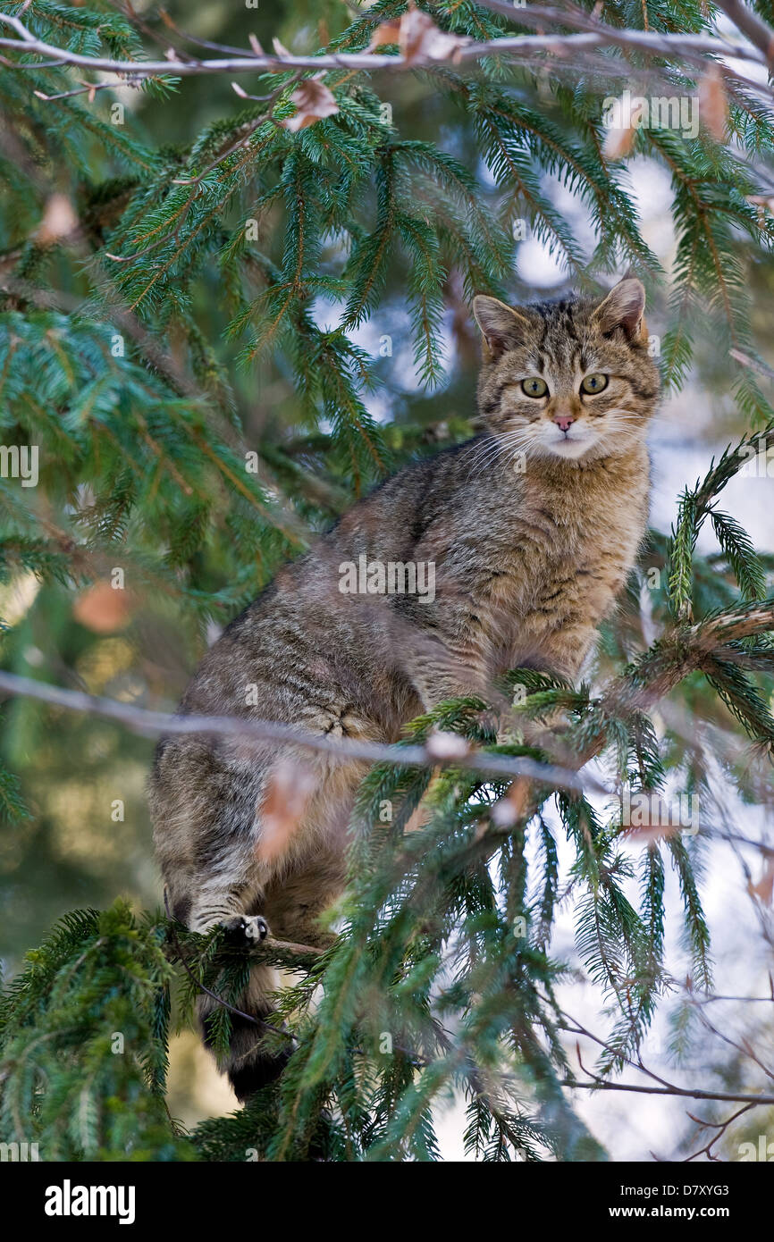 Wildcat felis silvestris climbing tree hi-res stock photography and ...