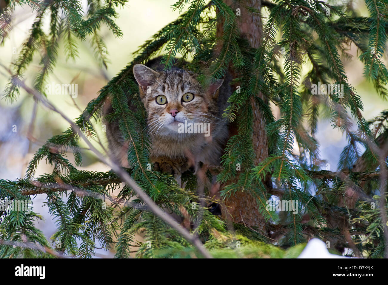 Wildcat felis silvestris climbing tree hi-res stock photography and ...