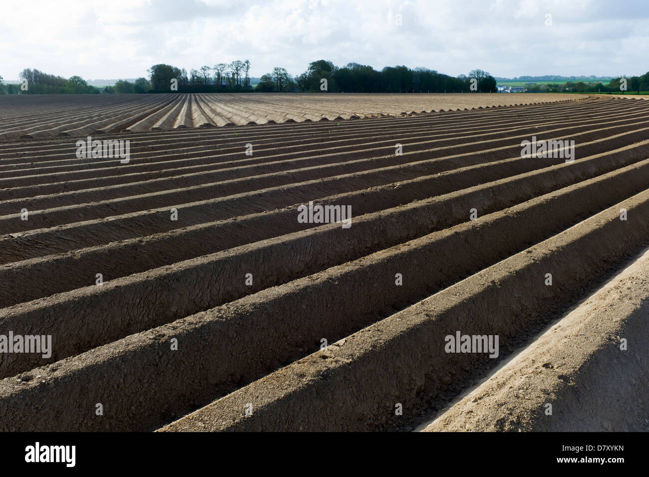 potato field furrows, Normandy, France Stock Photo - Alamy