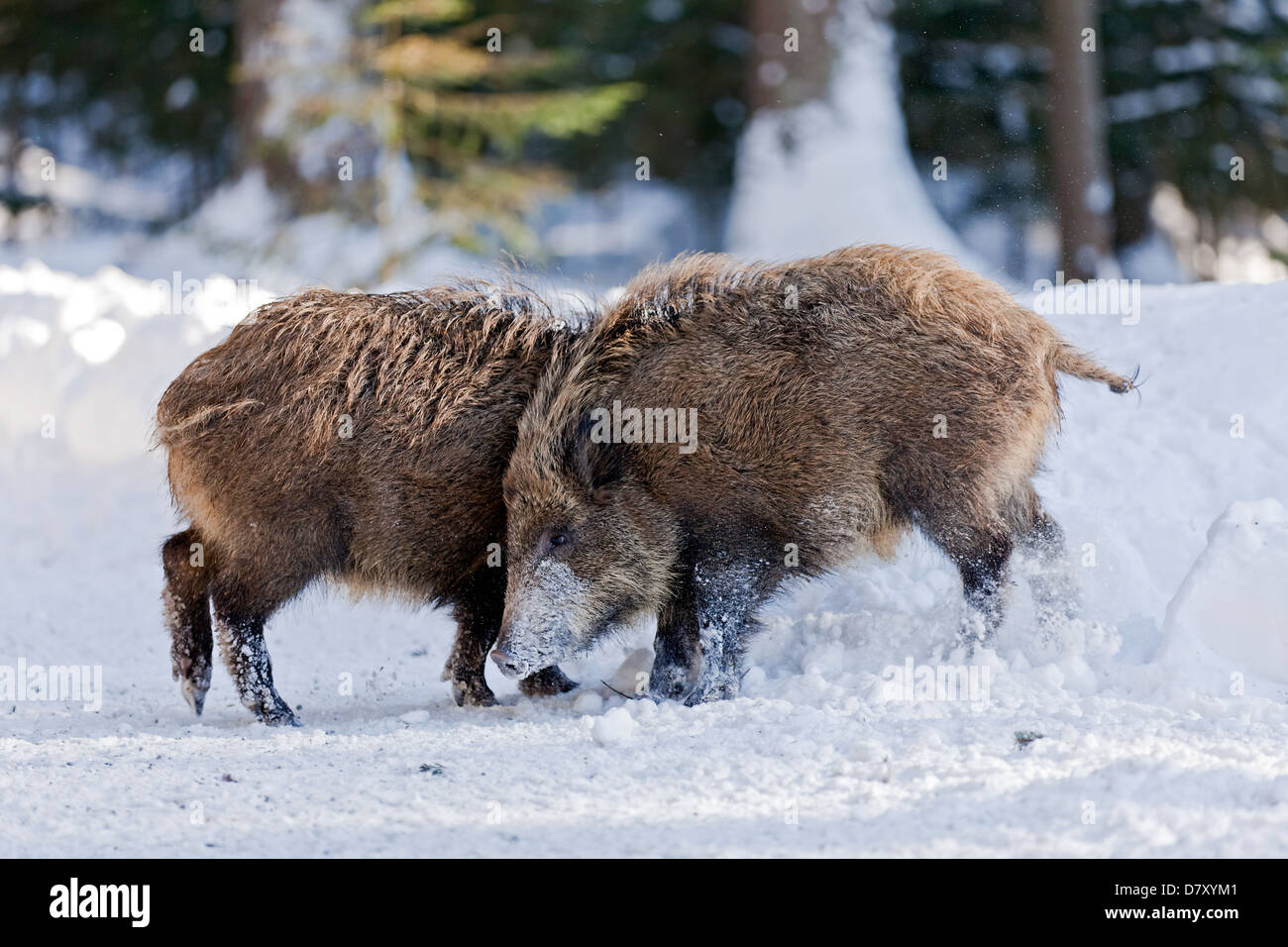 Wild boars fighting hi-res stock photography and images - Alamy