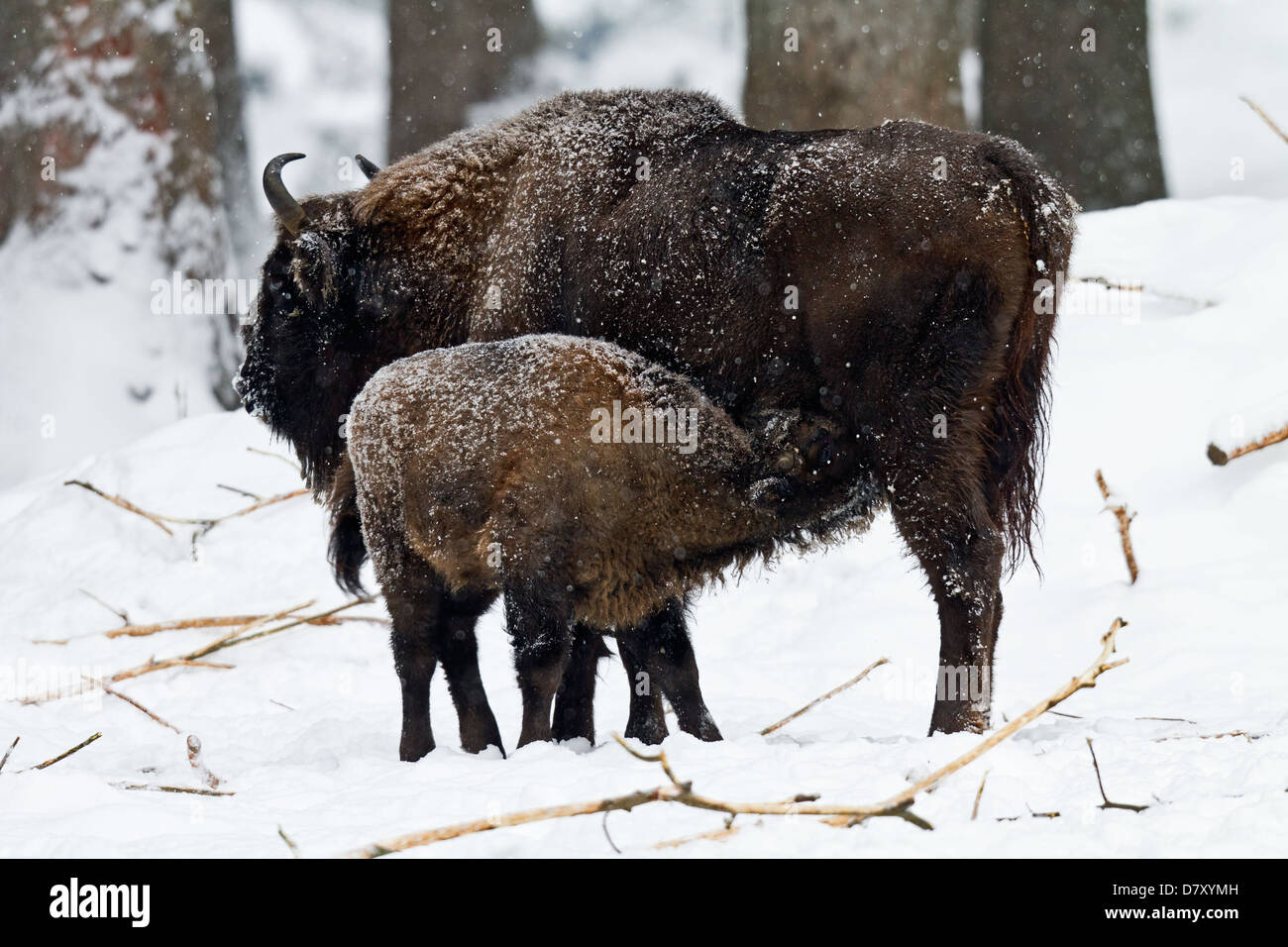 Baby wisent hi-res stock photography and images - Alamy